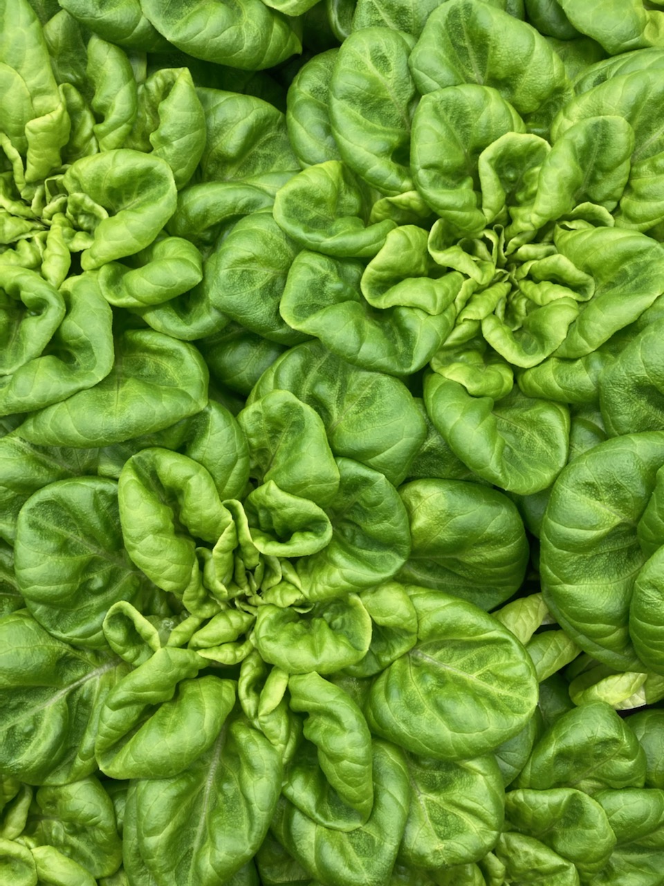 Chugach CARES Act Funding Improves Region's Food Security - Chugach Corp